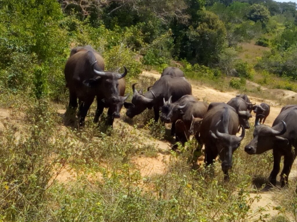 1 Day Tsavo East - JTS Tours Kenya